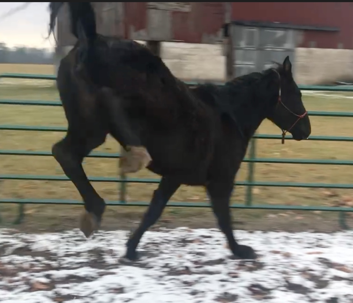 Why Horses Kick at you – VAQUERO ONTARIO